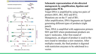 _Site directed Mutagenesis.pptx