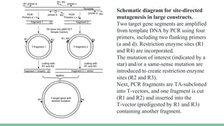 _Site directed Mutagenesis.pptx
