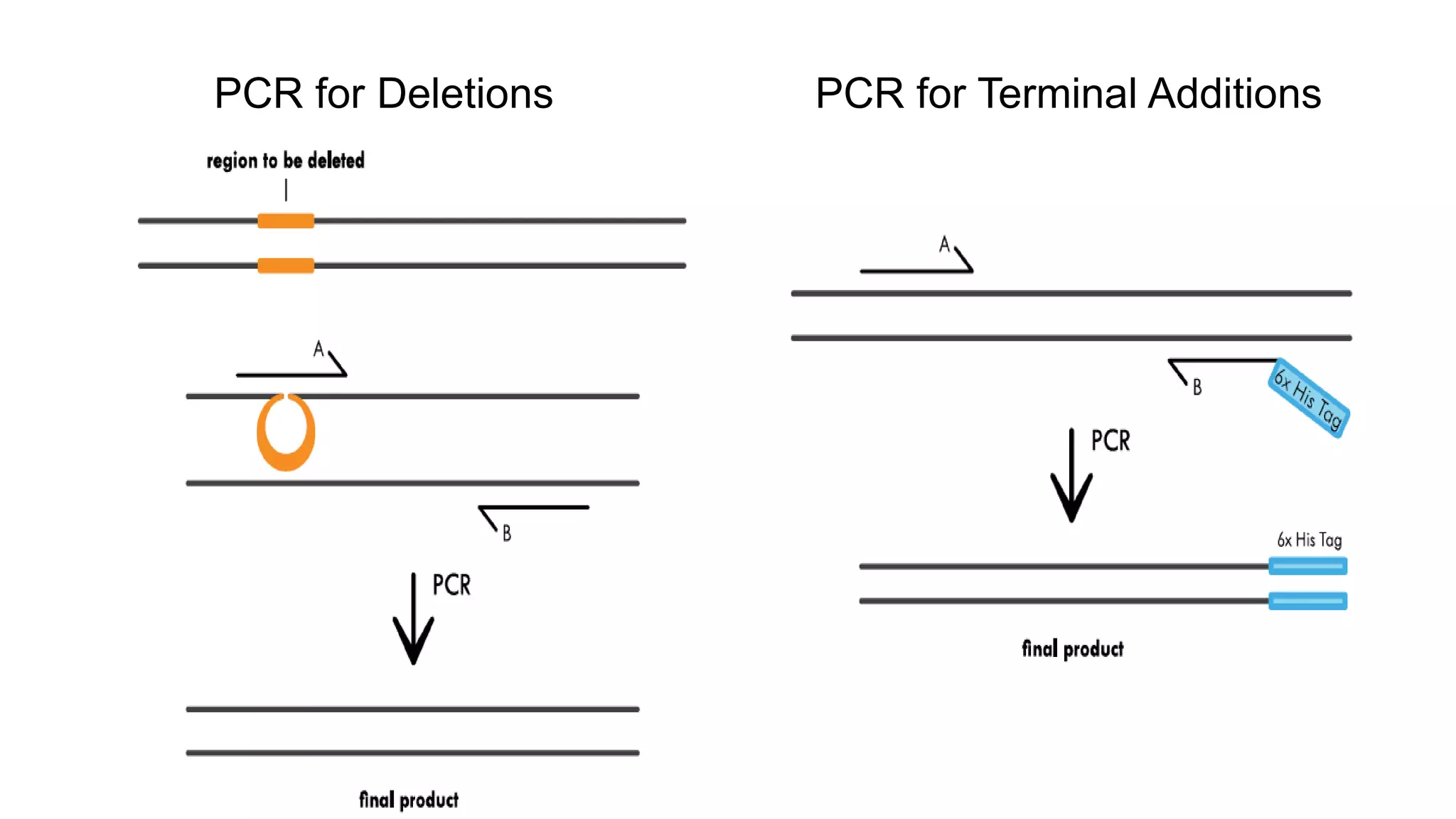 Site directed mutagenesis by pcr | PPTX