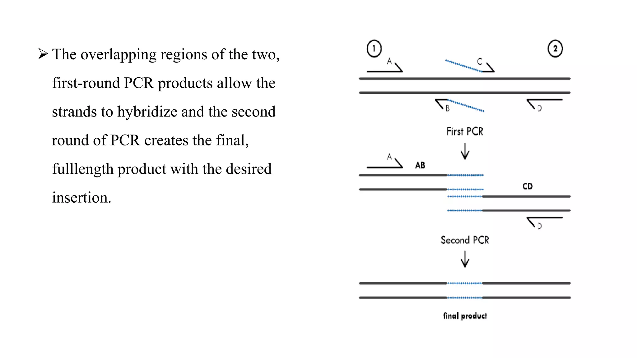 Site directed mutagenesis by pcr | PPTX