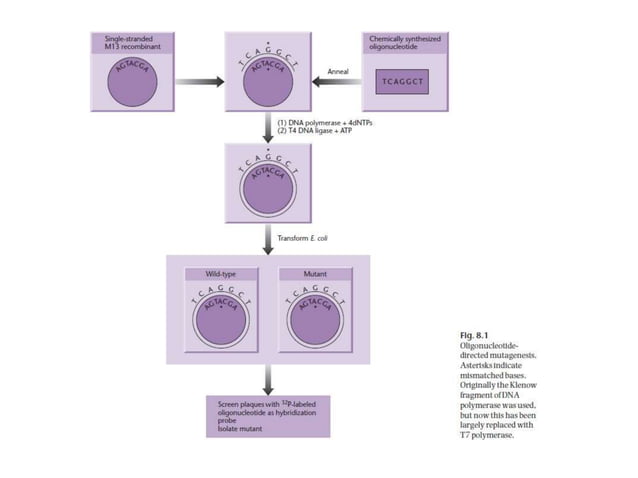 Site Directed Mutagenesis (SDM).pptx | Chemistry | Science