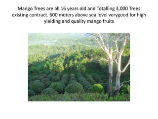 Site location of mangoes production | PPTX