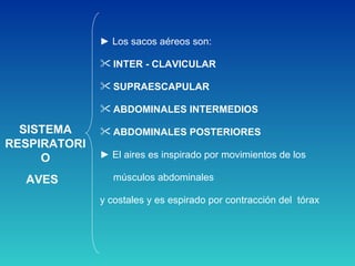 Sitema Respiratorio En Aves | PPT