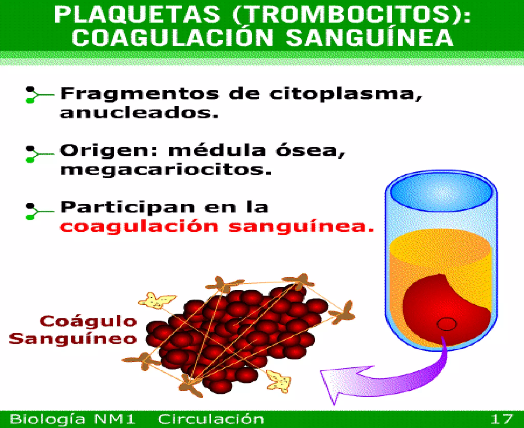 Sitema circulatorio | PPT