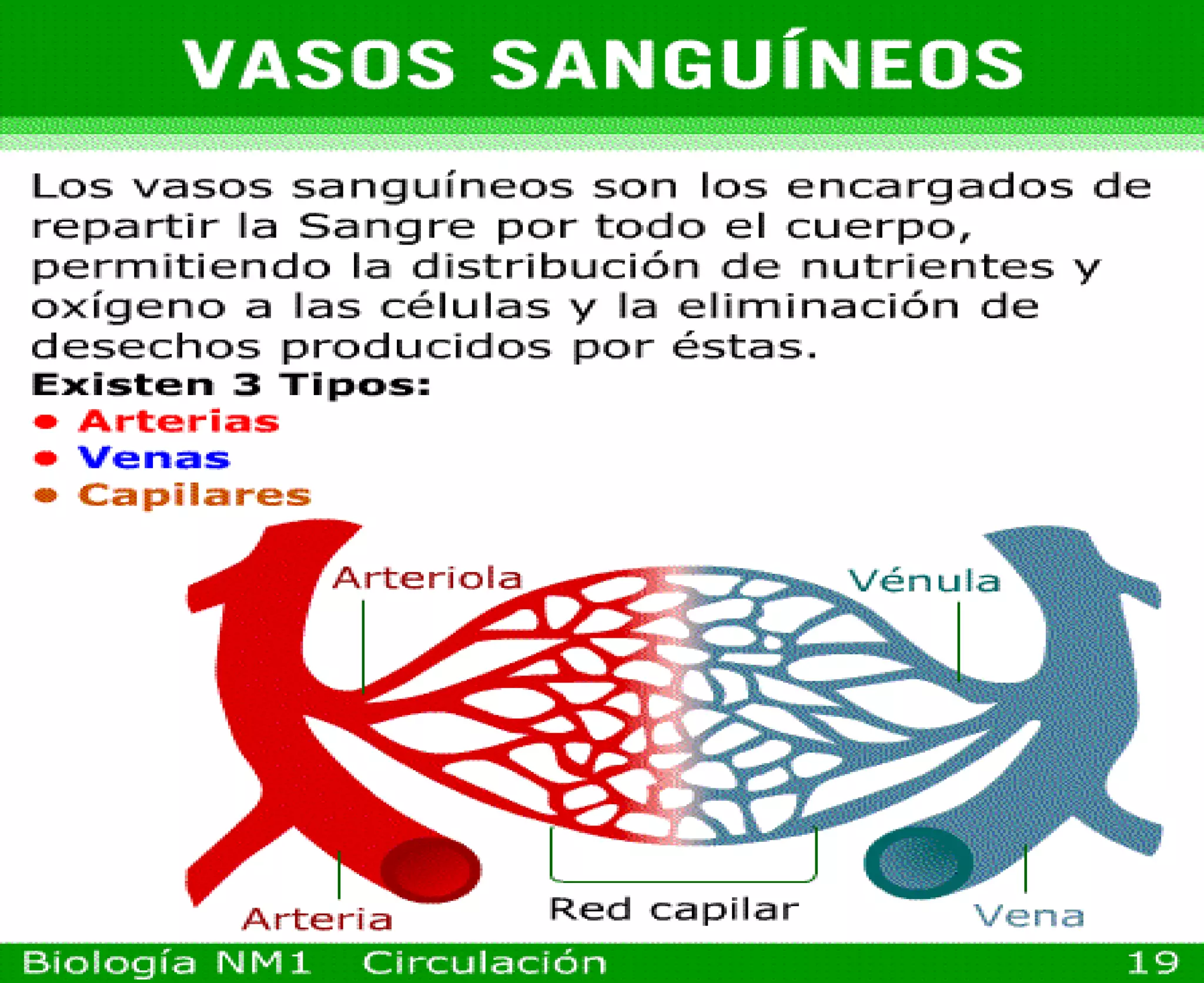 Sitema circulatorio | PPT