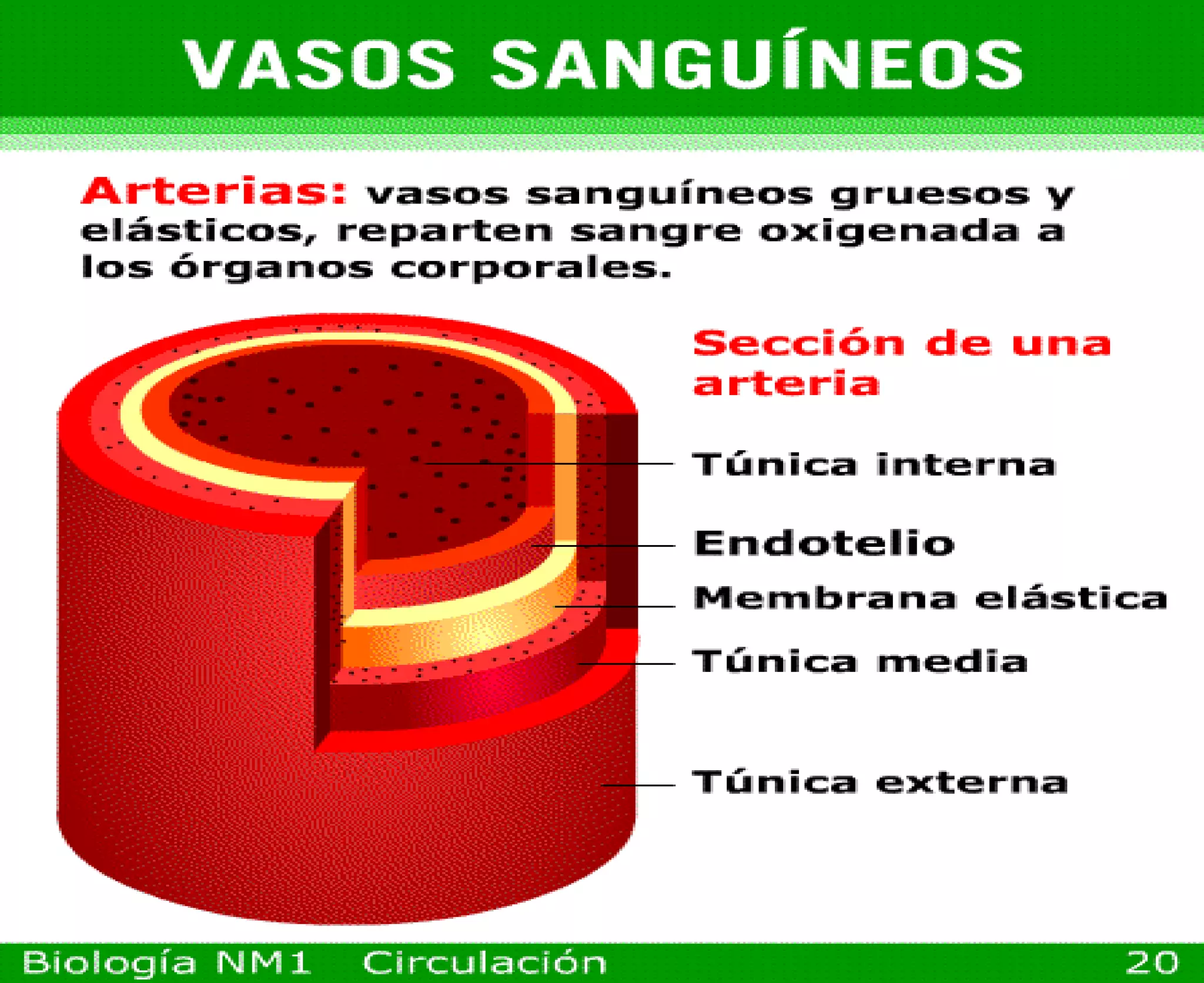 Sitema circulatorio | PPT