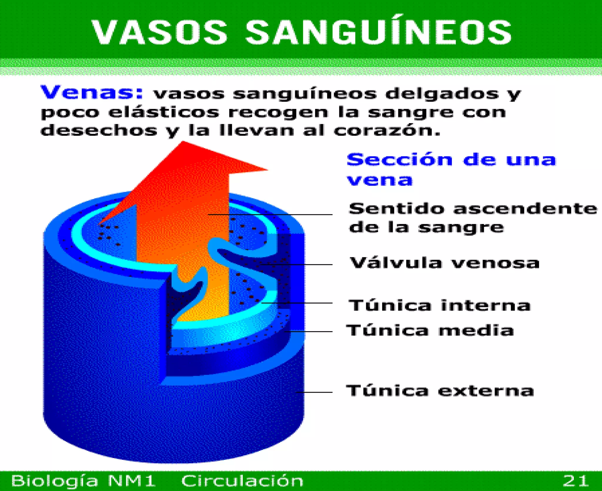 Sitema circulatorio | PPT