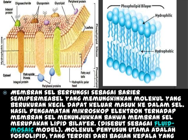 Sitem transpor membran | PPT
