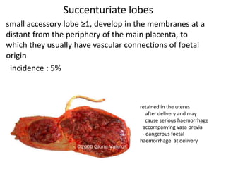 Sites of implantation of embryo | PPTX