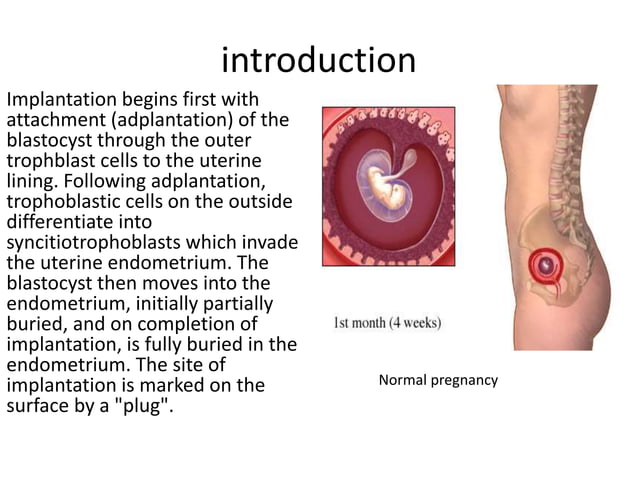 Sites of implantation of embryo | PPTX | Pregnancy | Reproductive Health