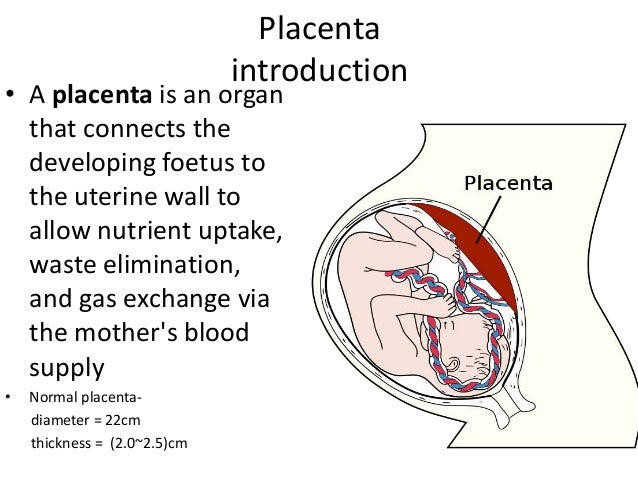 Sites of implantation of embryo