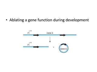 Site specific recombination | PPTX
