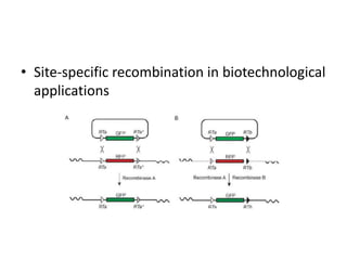 Site specific recombination | PPTX