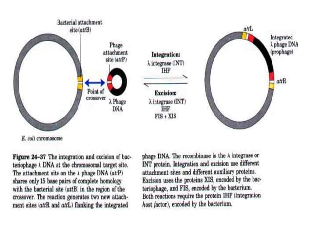 Site specific recombination | PPTX