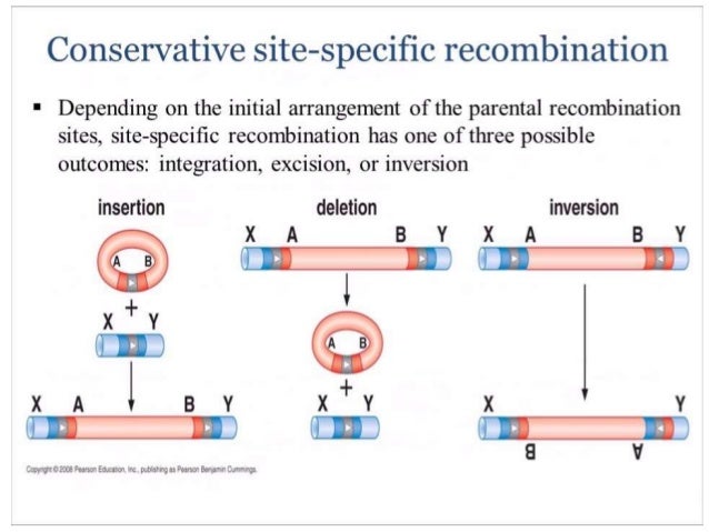 Site specific recombination