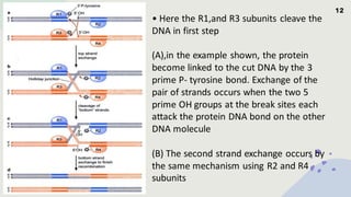 Site specific recombination and transposition.........pdf