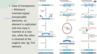Site specific recombination and transposition.........pdf