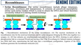 Site specific recombination and Multiplex CRISPR.pptx