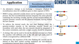 Site specific recombination and Multiplex CRISPR.pptx