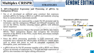 Site specific recombination and Multiplex CRISPR.pptx