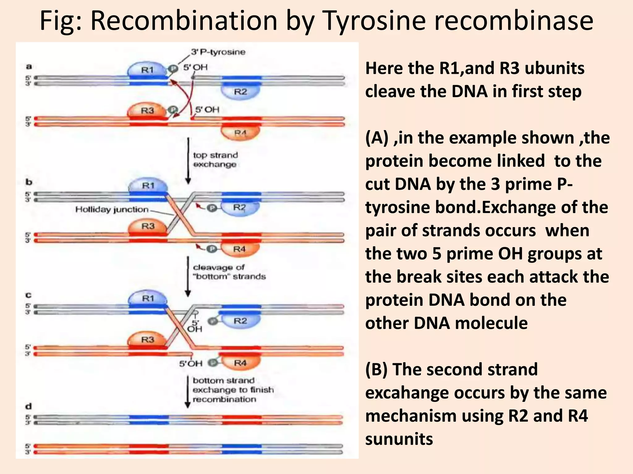 Site specific recombination | PPTX