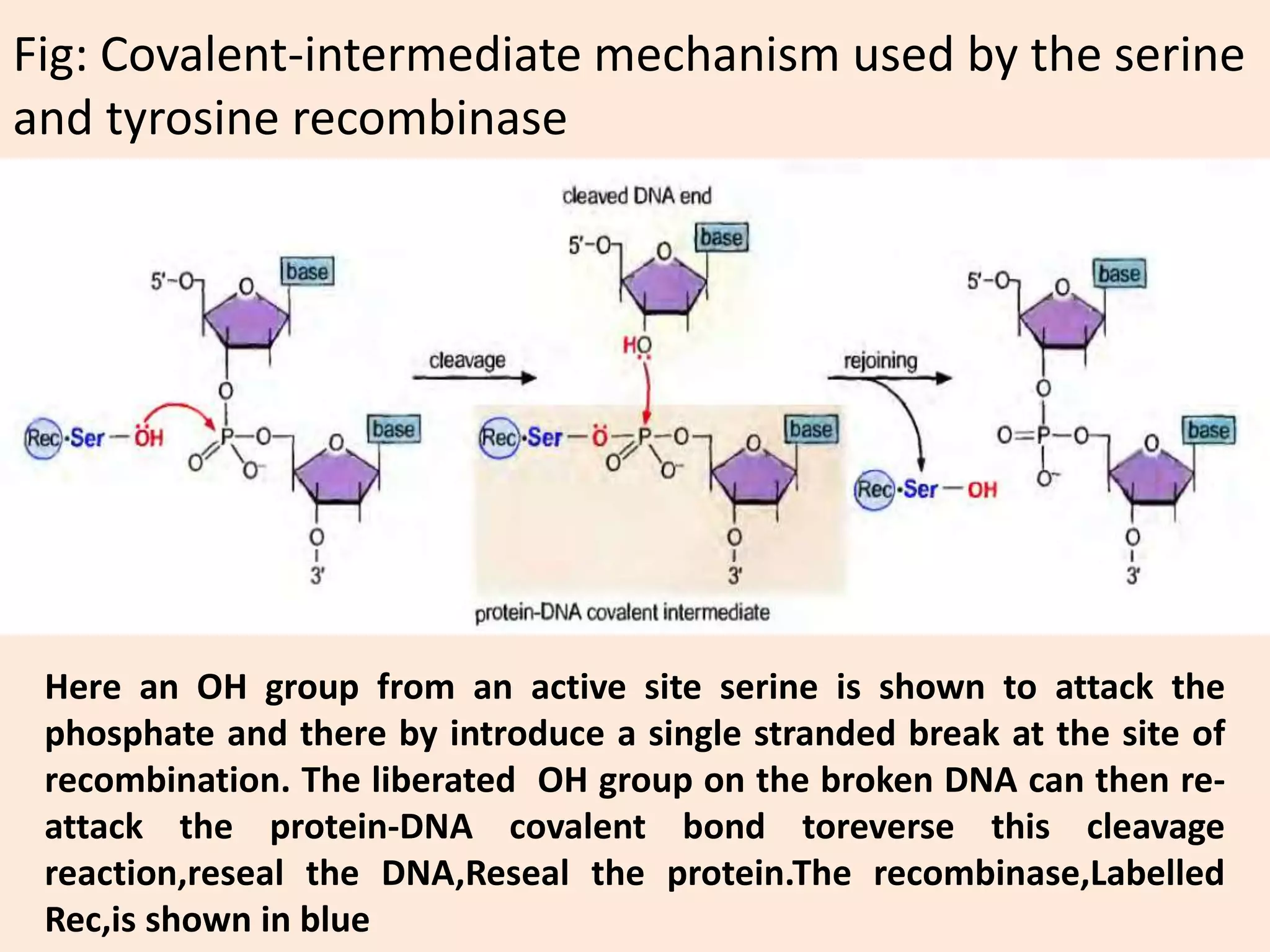 Site specific recombination | PPTX