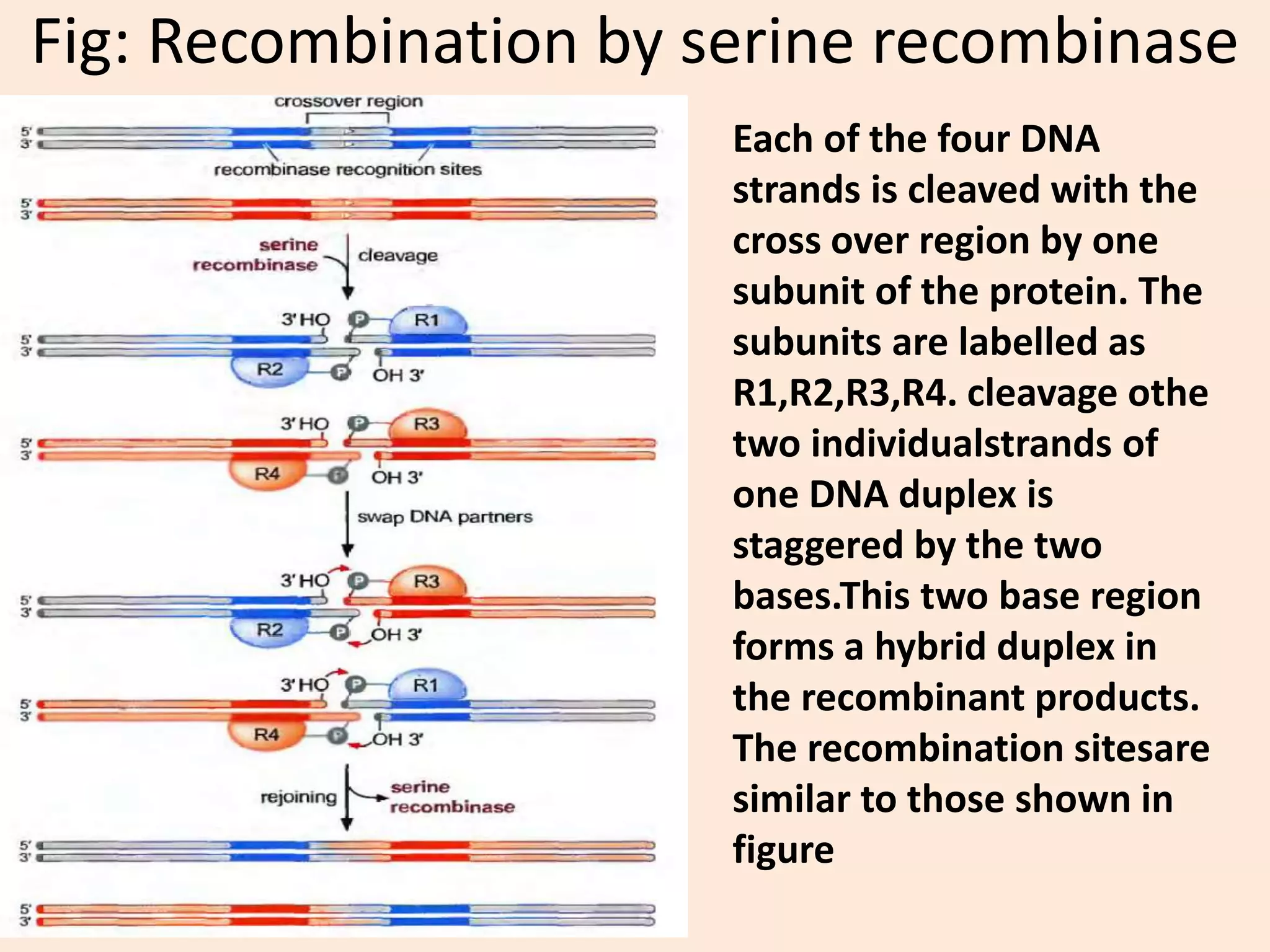 Site specific recombination | PPTX