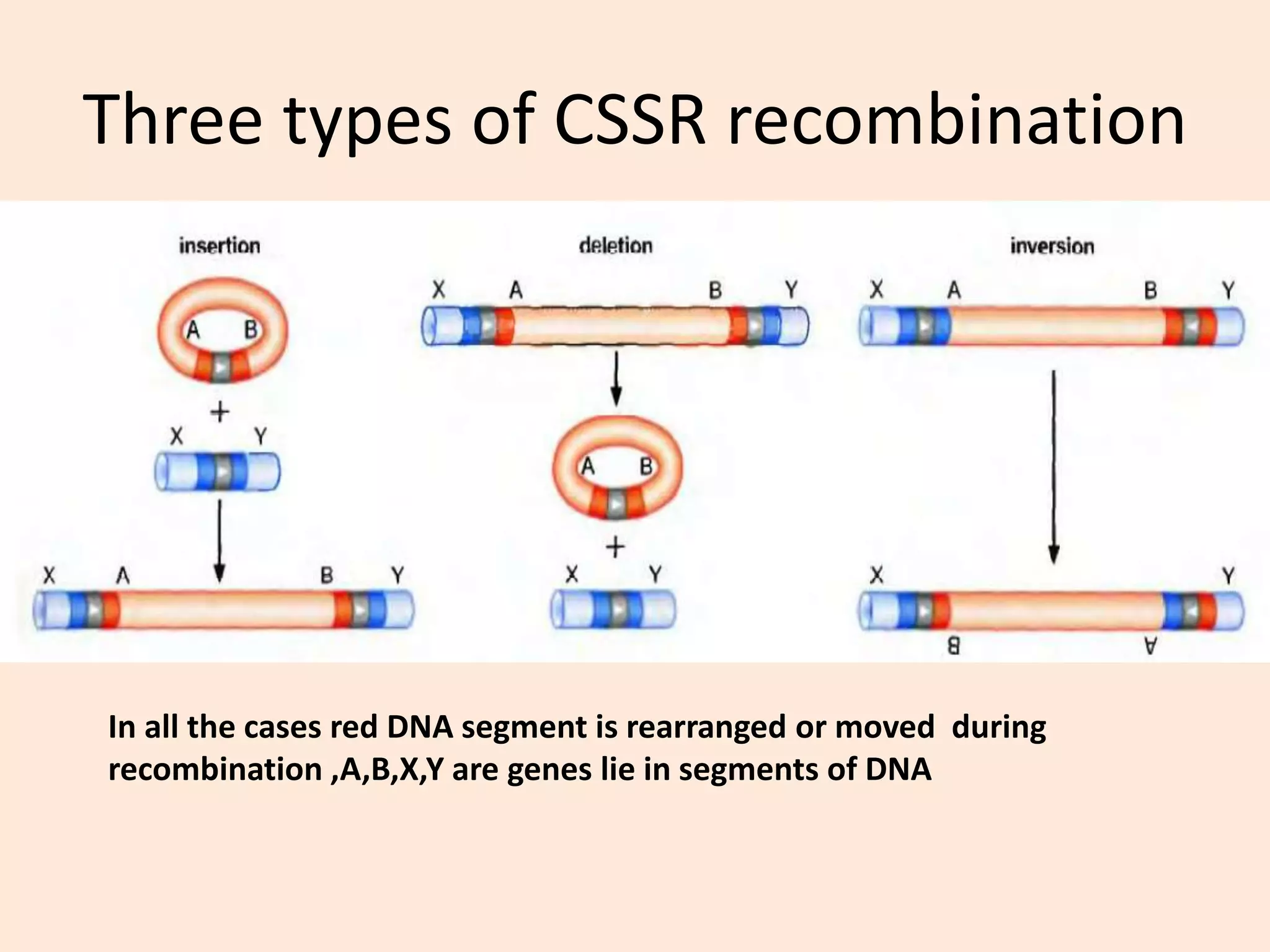 Site specific recombination | PPTX