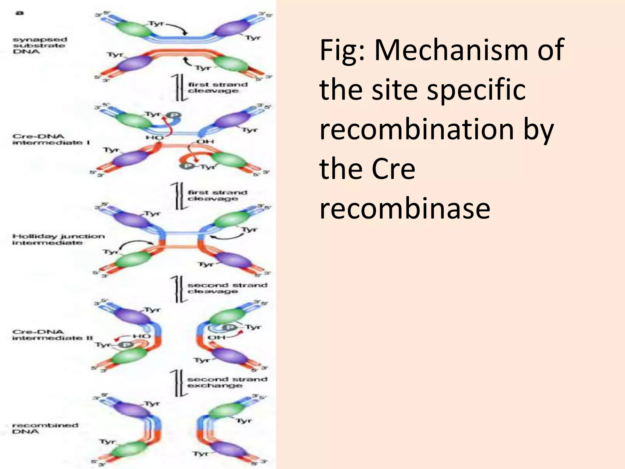 Site Specific Recombination Pptx Chemistry Science