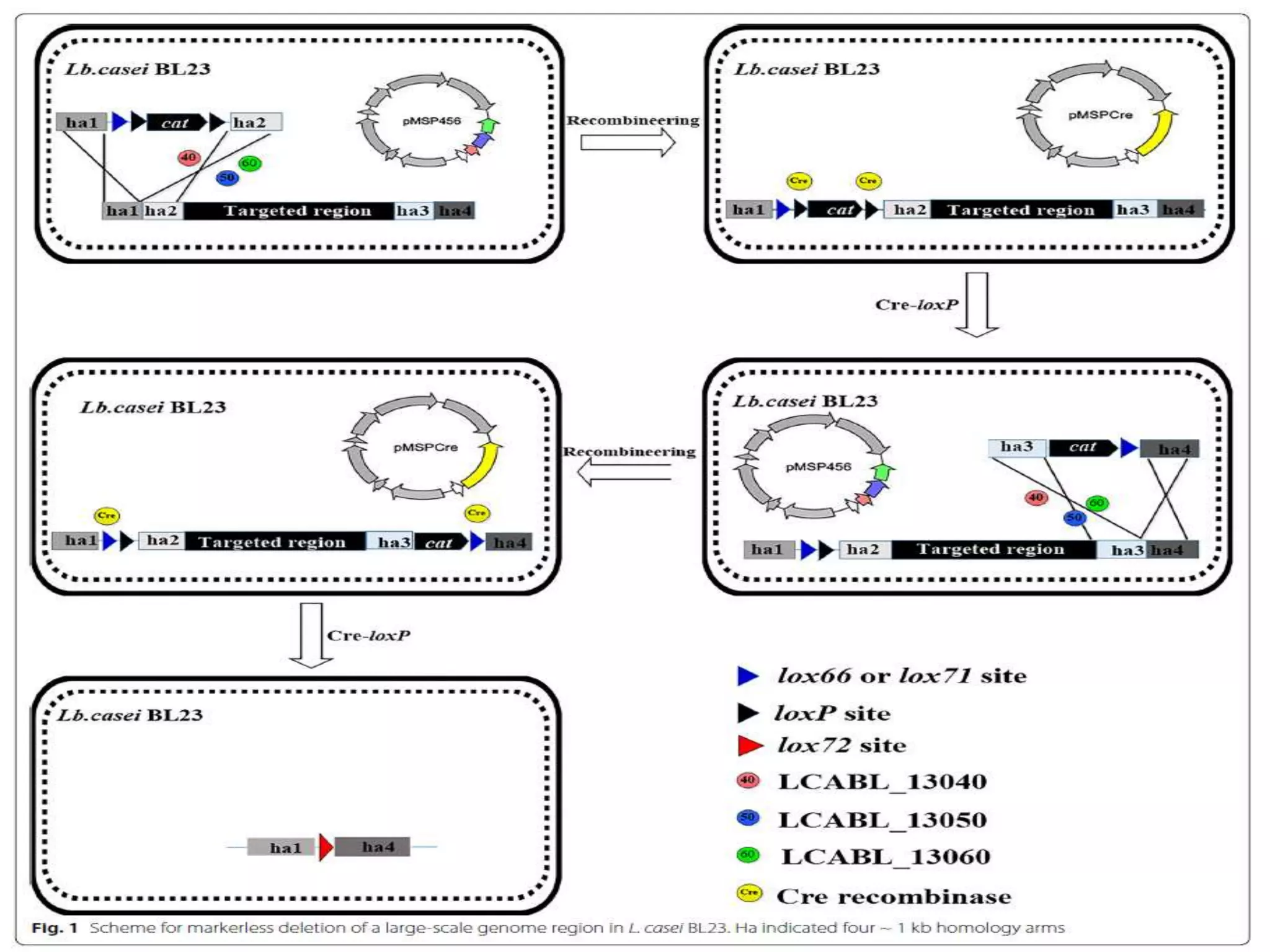 Site specific recombination | PPTX
