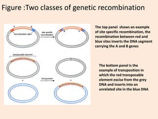 Site specific recombination | PPTX