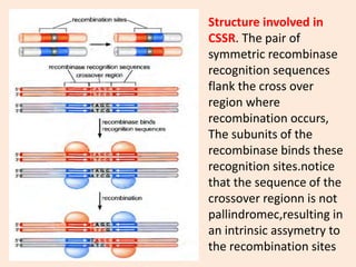 Site specific recombination | PPTX