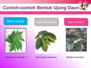 struktur daun | PPTX