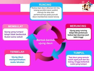 struktur daun | PPTX