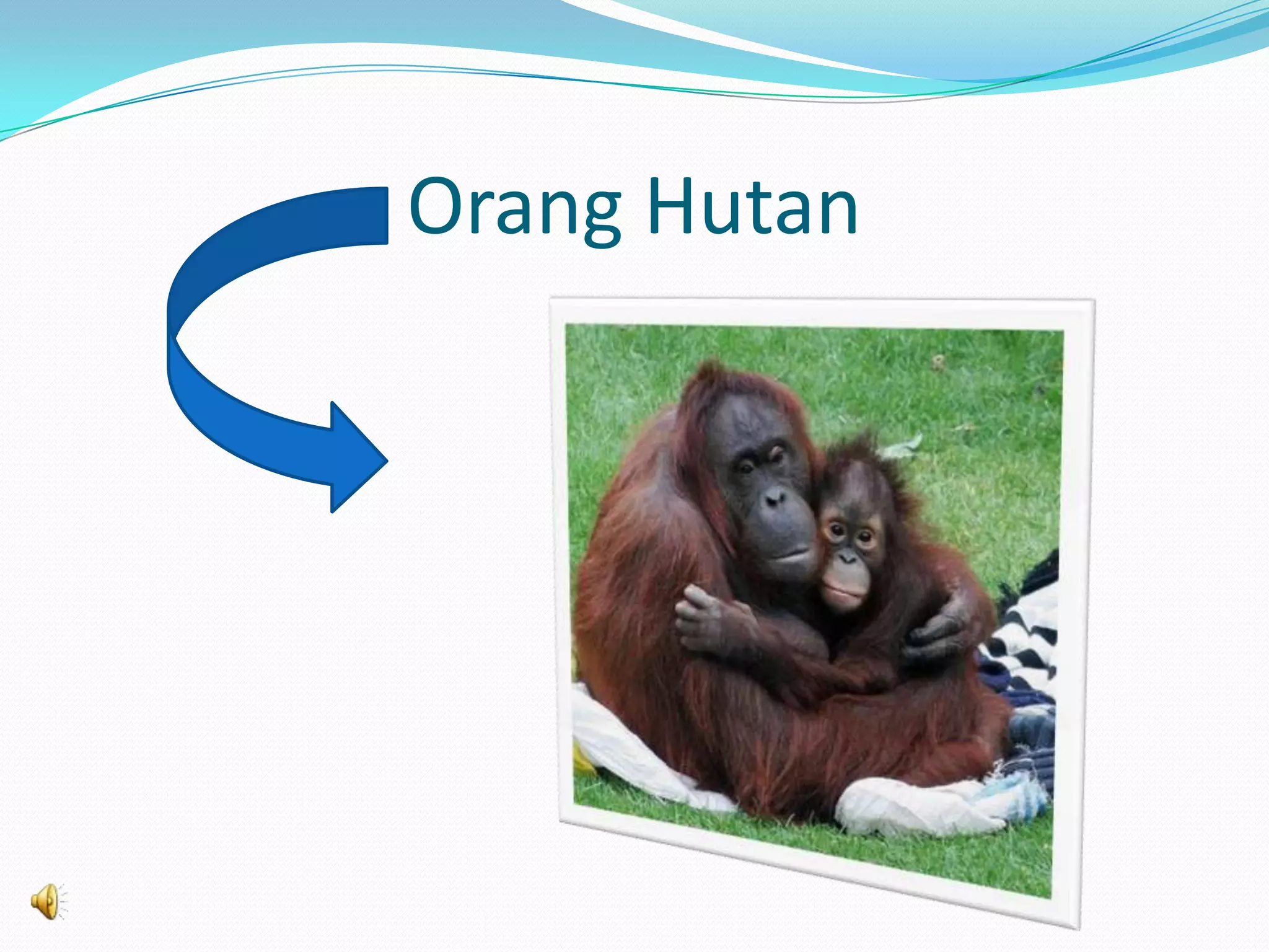 pengenalan hewan di Indonesia | PPT