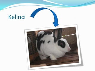 pengenalan hewan di Indonesia | PPT