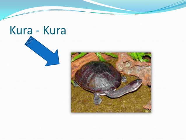 pengenalan hewan di Indonesia | PPT