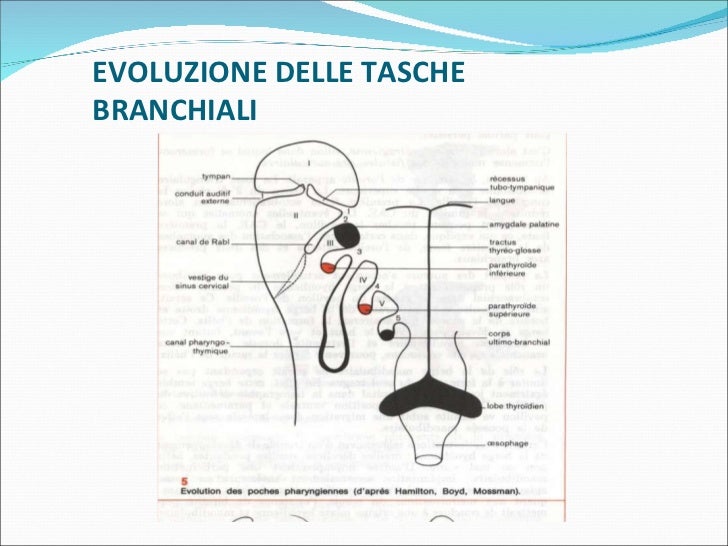 Cisti Congenite della testa e del collo