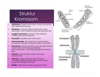 Sitogenetika PErtemuan ke 6-7 tentang struktur kromosom.pdf