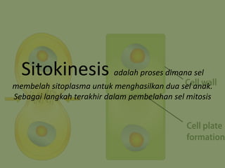 Sitokinesis | PPTX