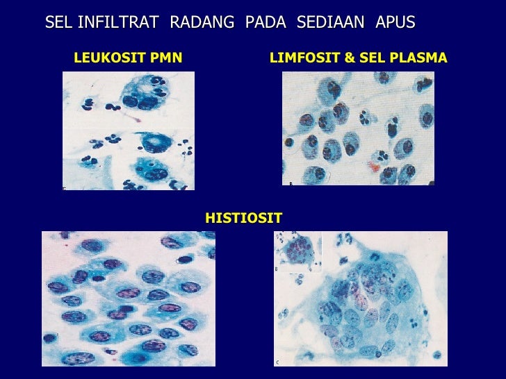 Sitologi, Kuliah Stikes 29 April 2009