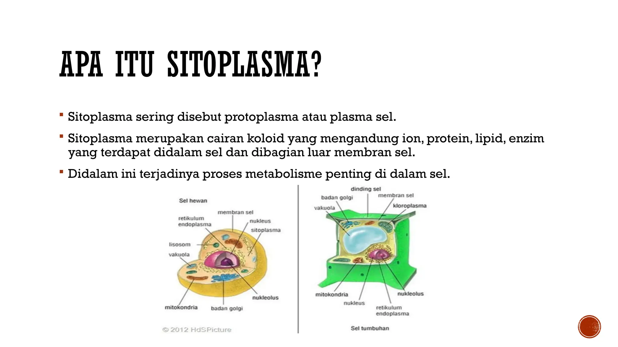 SITOPLASMA Struktur dan fungsinya berdasarkan | PPTX