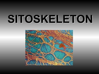 Sitoskeleton 2 | PPT