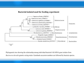 Bacteria Sit technique | PPT