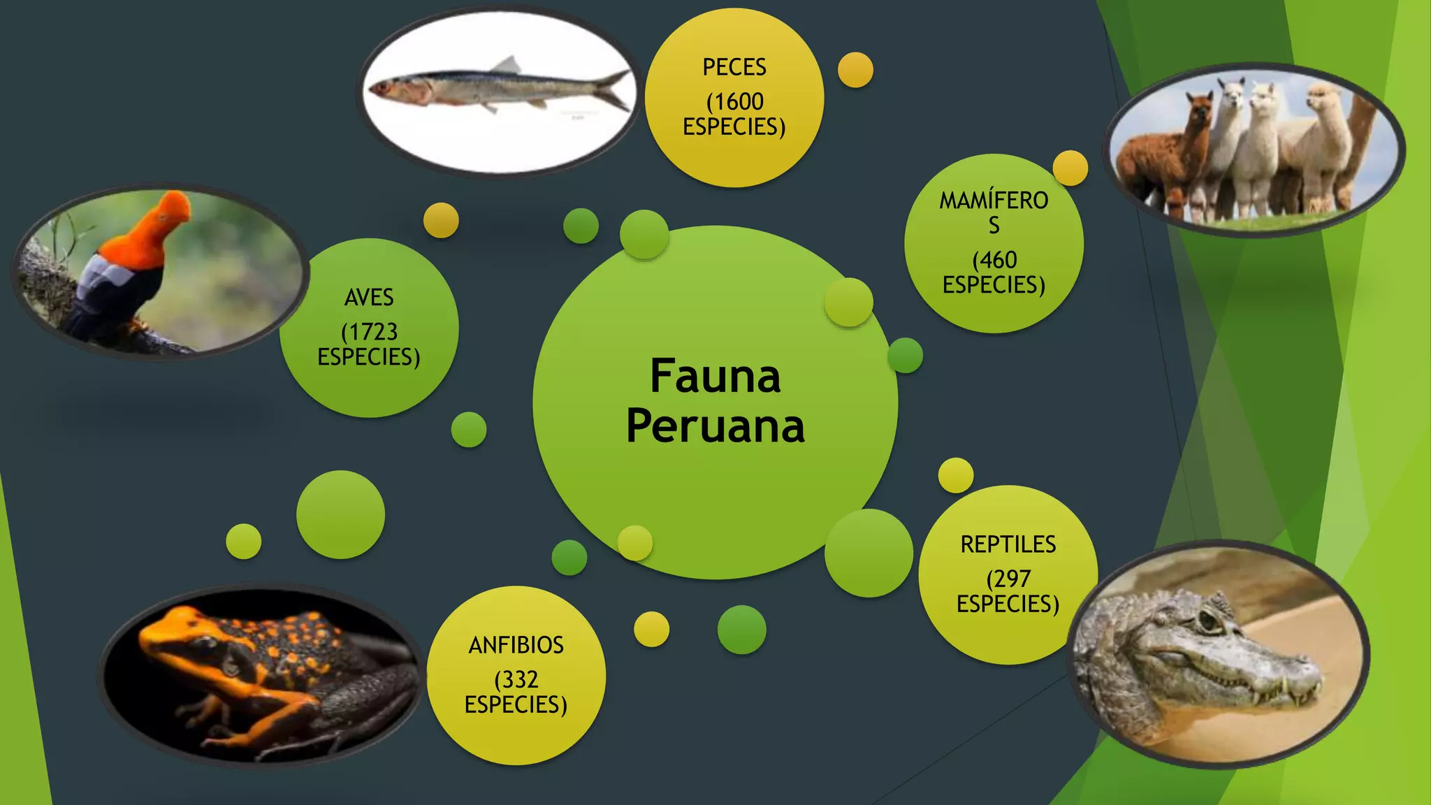 Situación Actual de la Fauna Peruana XD.pptx