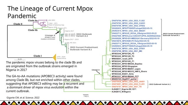 SITUAÇÃO EPIDEMIOLOGICA MPOX.pptx Dados nacional | PPTX | Infectious ...
