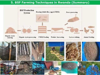 Situation of BSF larva Farming in Rwanda | PDF