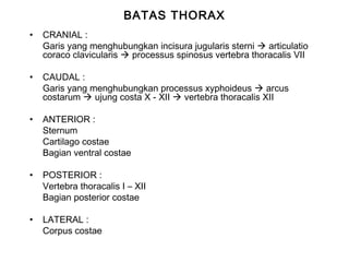 Situs thoracis(anat 123) SEMESTER 2 kd 2 anatomy | PPT