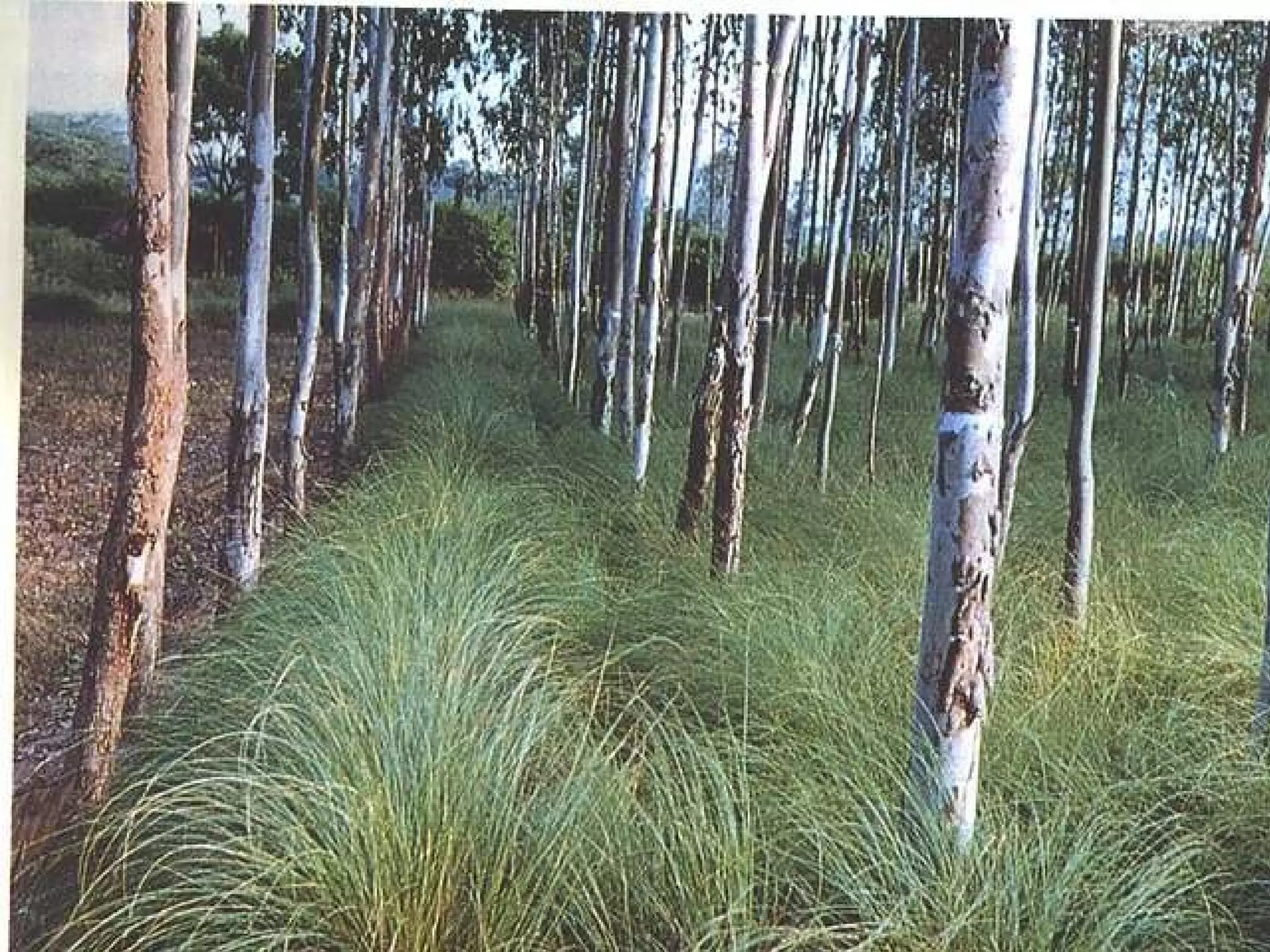 Agroforestry | PPT