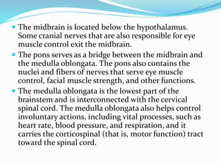 Centeral nervous system | PPTX
